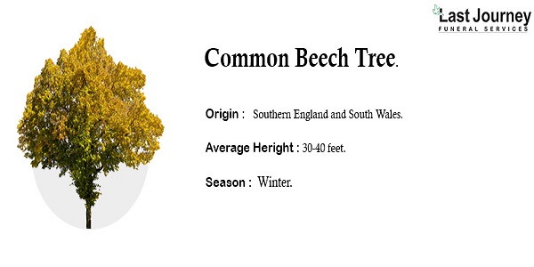 Memorial Tree Planting Ceremony | Last Journey